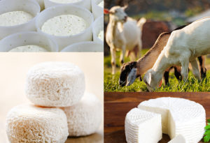 Comment faire de délicieux fromages de chèvre maison ? - Tom Press Magazine